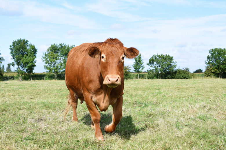 Charity joins coalition aiming to protect the future of farming ...