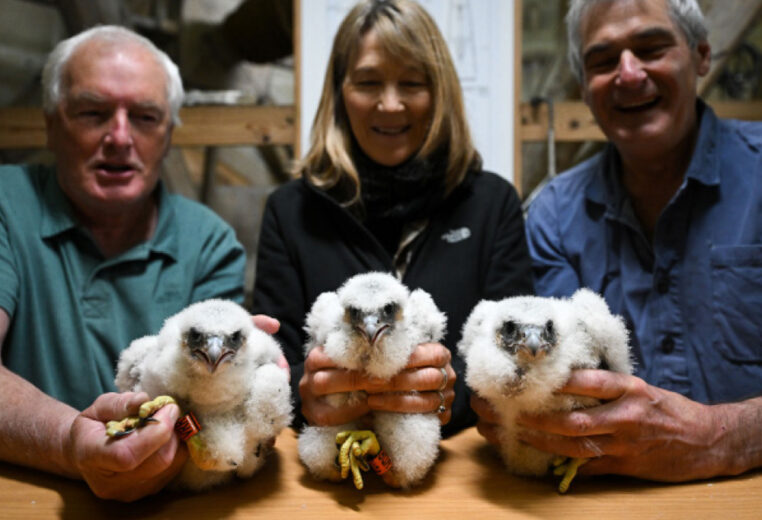 Salisbury Cathedral peregrine chicks ringed after public votes on names ...