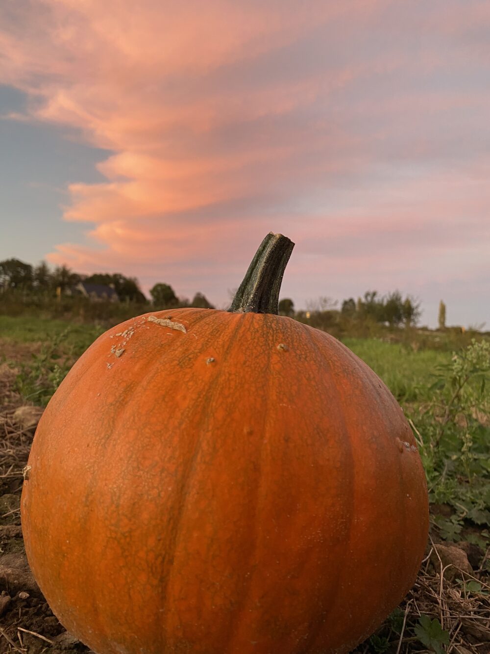 Family Fun at Pick Your Own with the Pumpkin Olympics | Salisbury And ...