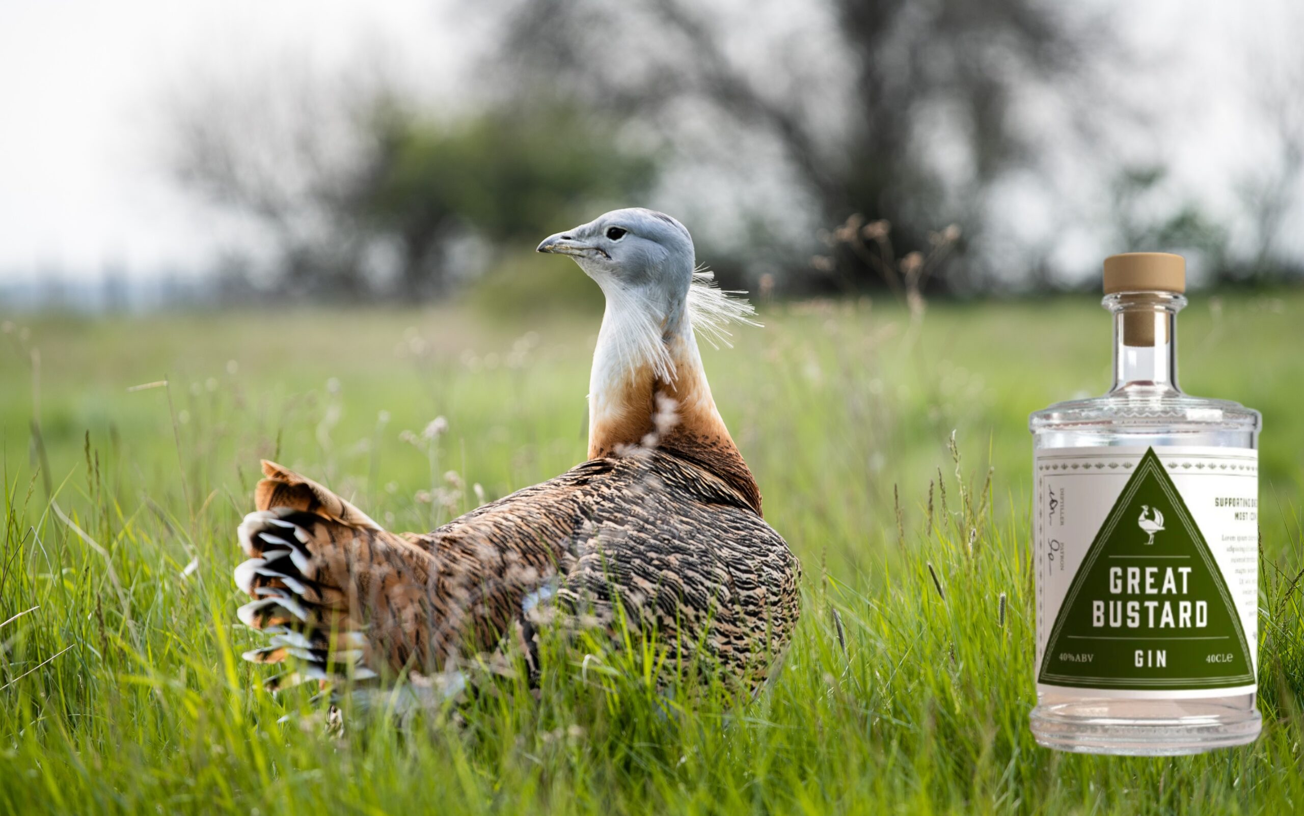 Downton Distillery’s Great Bustard Gin helping to protect Wiltshire’s ...